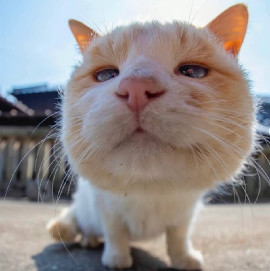 [yyy]战队 - Bugku CTF平台