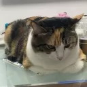 [纯恨蝎子窝]战队 - Bugku CTF平台